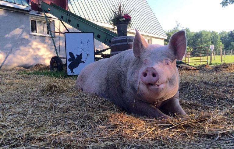 Siga on selle maailma neeger - Loomus